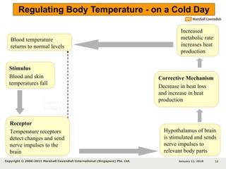 Homeostasis Body Temperature