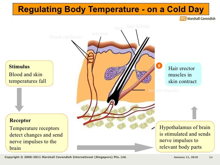 1000+ images about ANATOMY, Integumentary System on Pinterest | Body ...