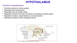 Chapter 12 Hypothalamus braine for .pptx