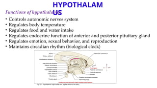 Chapter 12 Hypothalamus New pppppttt.pptx