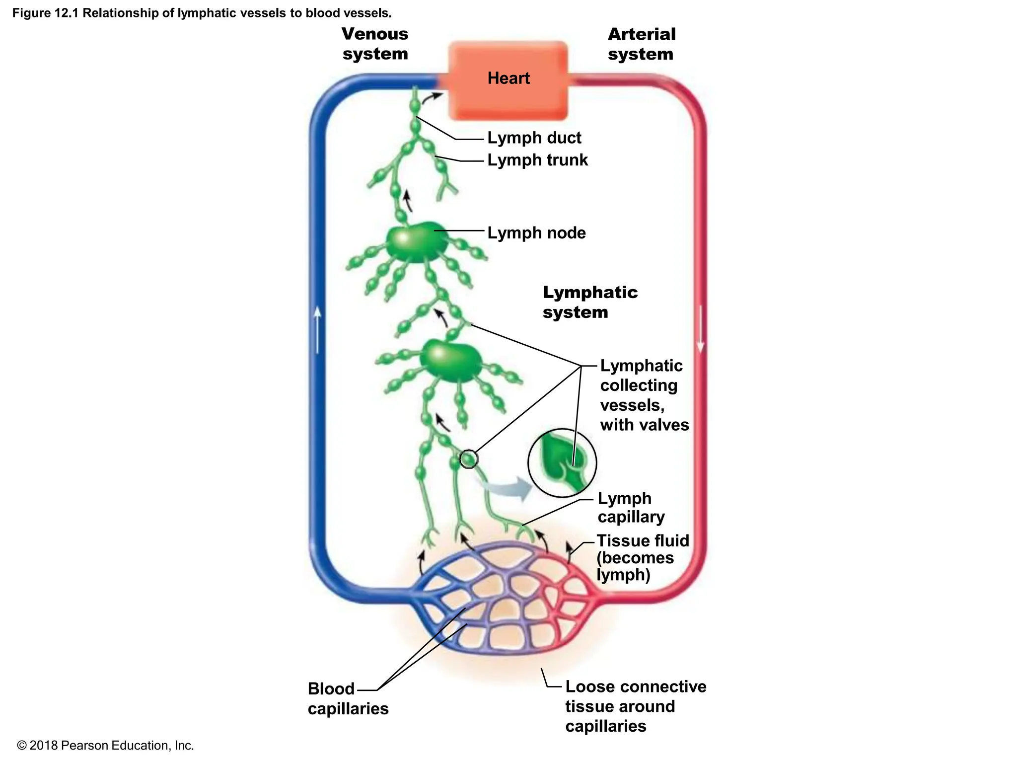 CHAPTER 12 Lymphatic System.pptx 123323423 | PPTX