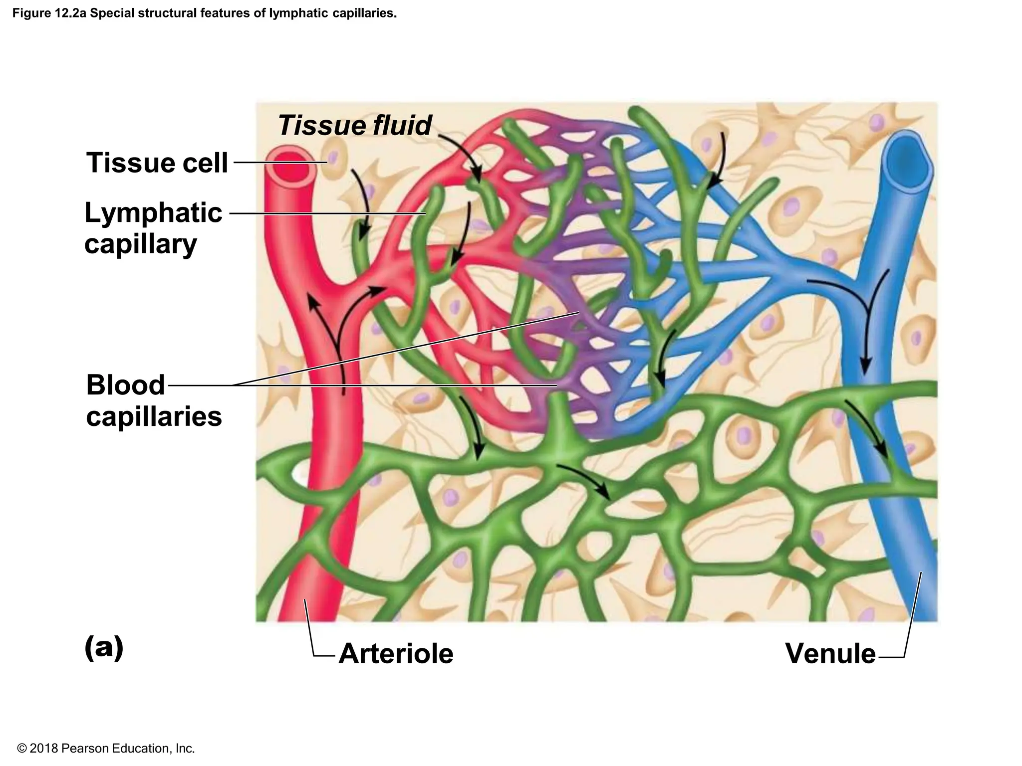 CHAPTER 12 Lymphatic System.pptx 123323423 | PPTX