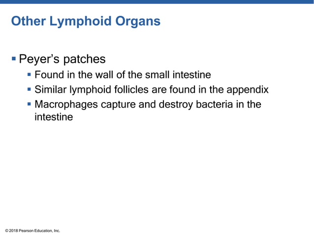 CHAPTER 12 Lymphatic System.pptx 123323423 | PPTX