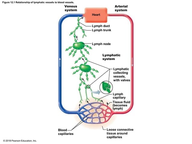 CHAPTER 12 Lymphatic System.pptx 123323423 | PPTX