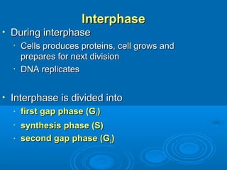 Chapter12 mitosis meiosis | PPT