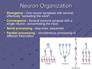 Chapter12 neuraltissuemarieb | PPT