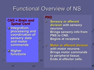 Chapter12 neuraltissuemarieb | PPT