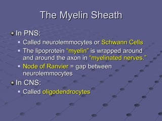 Chapter12 neuraltissuemarieb | PPT