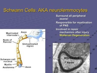 Chapter12 neuraltissuemarieb | PPT