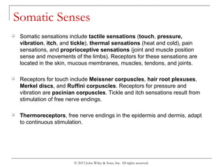 Chapter 12 somatic senses and special | PPT