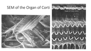 独中高中生物Chapter 12 structure of different sense organs | PPTX
