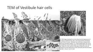 独中高中生物Chapter 12 structure of different sense organs | PPTX