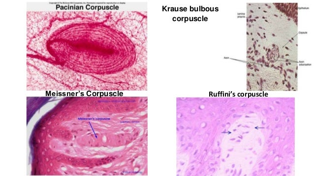 独中高中生物Chapter 12 structure of different sense organs
