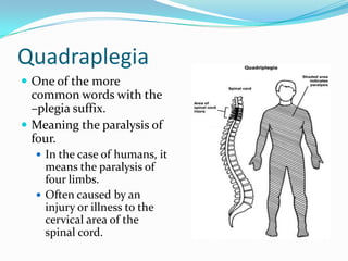 Chapter 12 Presentation: Nervous System Suffixes | PPT | Free Download