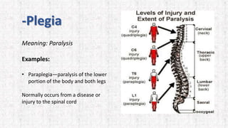 Chapter 12 suffixes | PPT