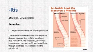 Chapter 12 suffixes | PPT
