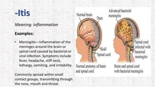Chapter 12 suffixes | PPT