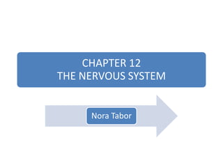 Chapter 12 The Nervous System | PPTX