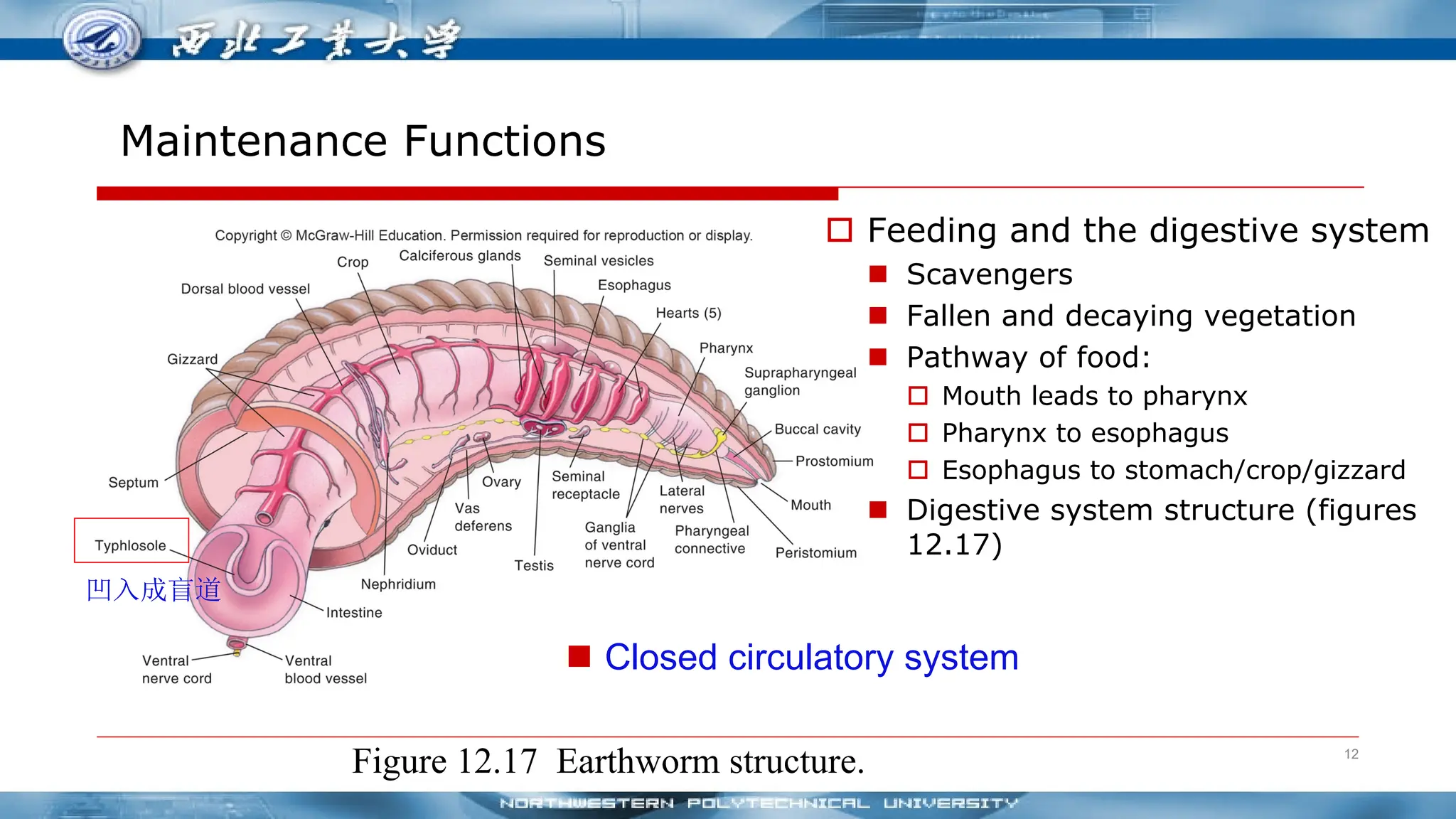 Annelida: the metameric and tagmatization of animals | PDF