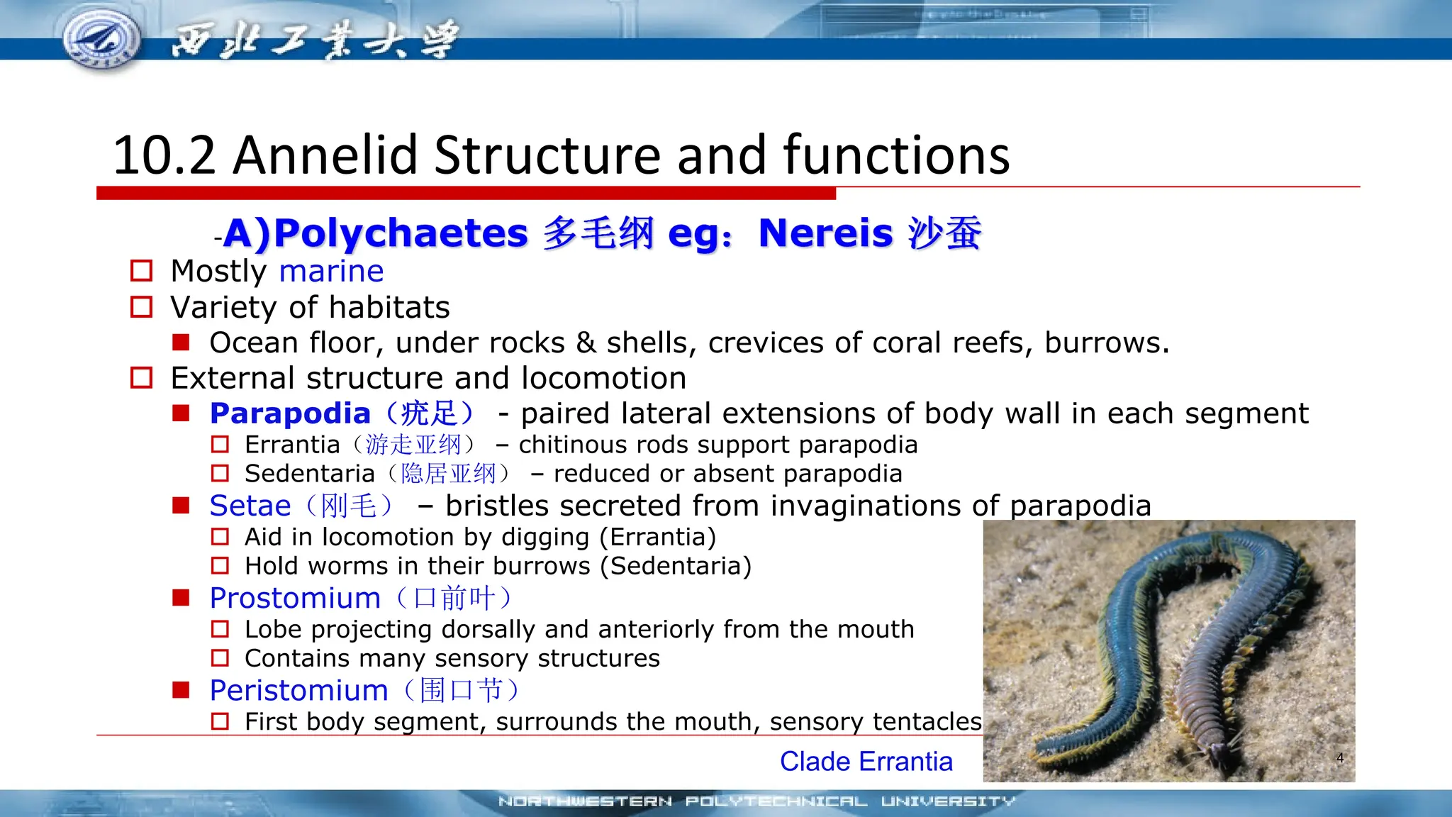 Annelida: the metameric and tagmatization of animals | PDF