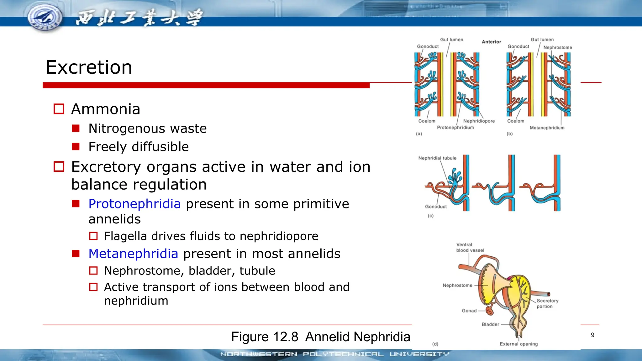 Annelida: the metameric and tagmatization of animals | PDF
