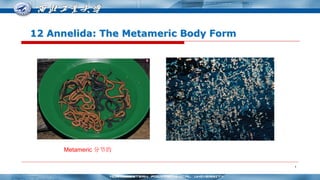 Annelida: the metameric and tagmatization of animals | PDF