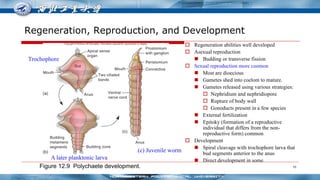 Annelida: the metameric and tagmatization of animals | PDF