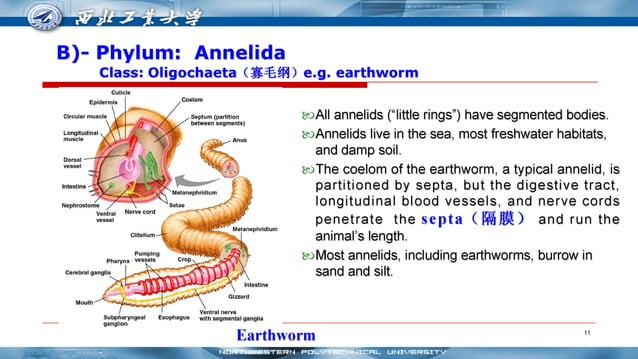 Annelida: the metameric and tagmatization of animals | PDF | Biological ...