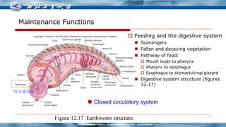 Annelida: the metameric and tagmatization of animals | PDF