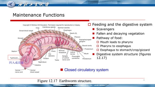 Annelida: the metameric and tagmatization of animals | PDF | Biological ...