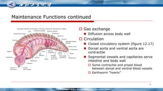 Annelida: the metameric and tagmatization of animals | PDF