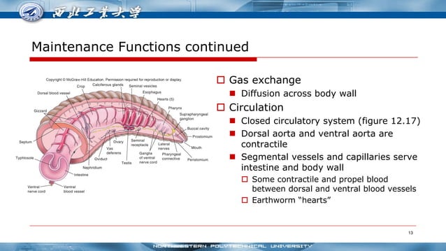 Annelida: the metameric and tagmatization of animals | PDF | Biological ...