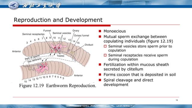 Annelida: the metameric and tagmatization of animals | PDF | Biological ...