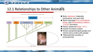 Annelida: the metameric and tagmatization of animals | PDF
