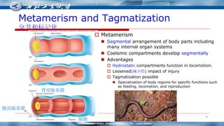 Annelida: the metameric and tagmatization of animals | PDF