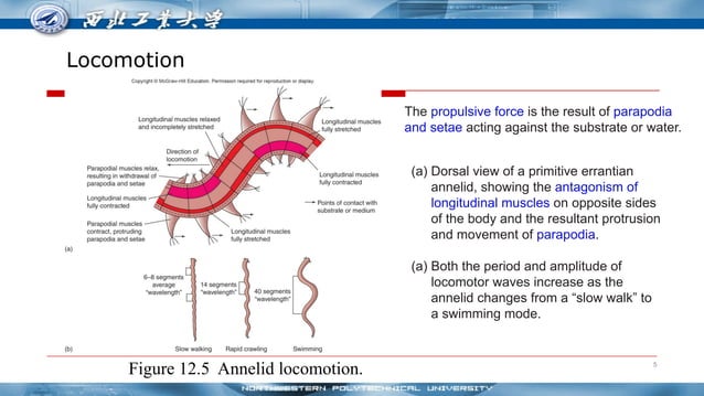 Annelida: the metameric and tagmatization of animals | PDF | Biological ...