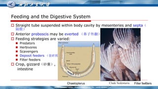 Annelida: the metameric and tagmatization of animals | PDF