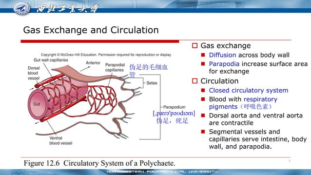 Annelida: the metameric and tagmatization of animals | PDF | Biological ...
