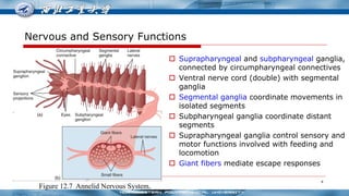 Annelida: the metameric and tagmatization of animals | PDF