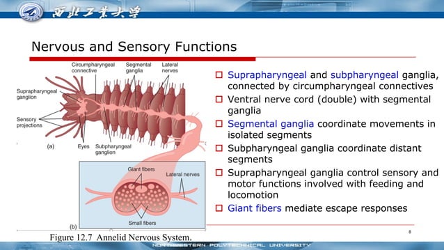 Annelida: the metameric and tagmatization of animals | PDF | Biological ...