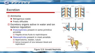 Annelida: the metameric and tagmatization of animals | PDF
