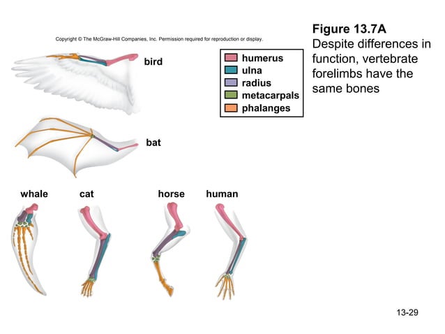 Bio 100 Chapter 13 | PPT