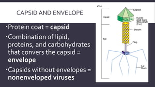 Chapter 13 Viruses, Viroids, and Prions | PDF