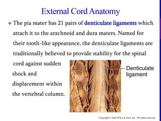 Denticulate Ligament Cadaver