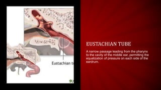 Chapter 13 - Eye and Ear | PPT | Free Download