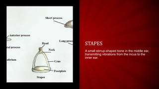 Chapter 13 - Eye and Ear | PPT