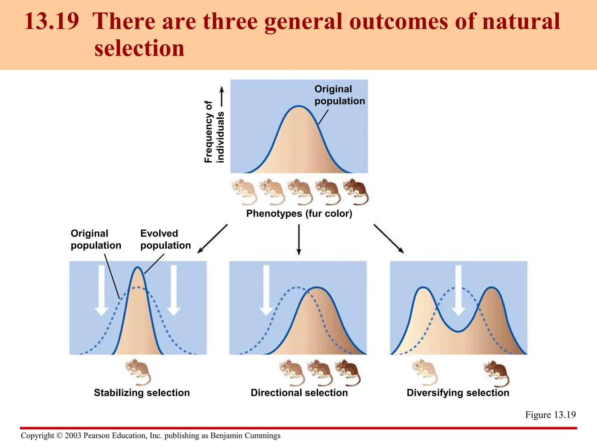 chapter 13 : how populations evolve?ppt | PPT