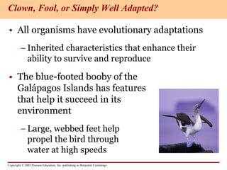 chapter 13 : how populations evolve?ppt | PPT