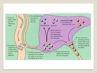 Chapter 13.1- EXCRETION IN HUMANS IGCSE BIO | PPTX