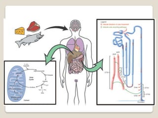 Chapter 13.1- EXCRETION IN HUMANS IGCSE BIO | PPTX